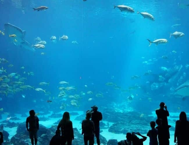 Things to do with Kids in Atlanta - Atlanta AirBnBs - Things to do